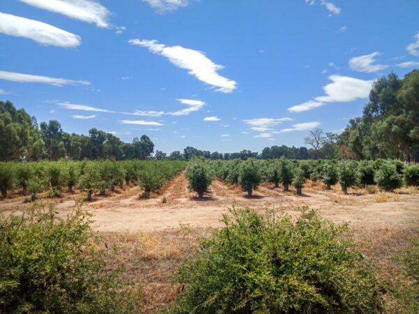 Australian Native Fingerlimes | Citrus australasica - Australian Native ...
