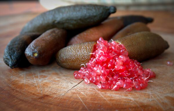 Australian Native Fingerlimes | Citrus australasica - Australian Native ...