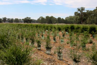 Australian Native Fingerlimes | Citrus australasica - Australian Native ...