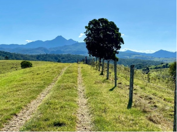 Snake Gully Farm – Our fingerlime story - Australian Native Fingerlime ...
