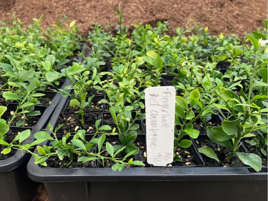 Snake Gully Farm – Our fingerlime story - Australian Native Fingerlime ...